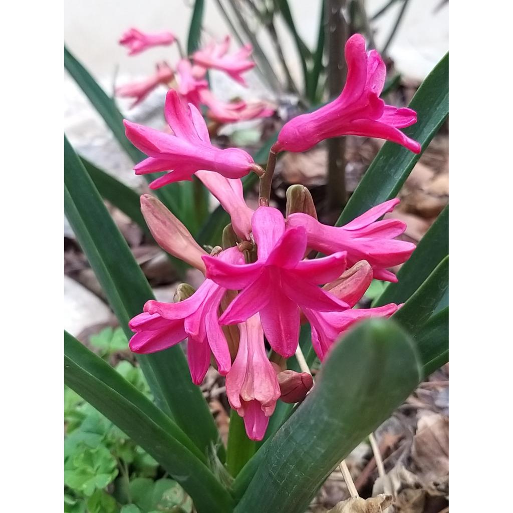Jacinthe Jan Bos - Hyacinthus (x) orientalis - Variété précoce, très parfumées.