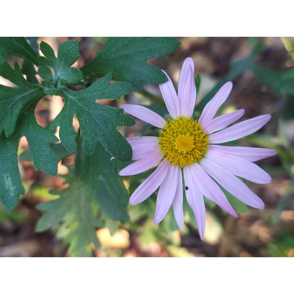 Kalimeris mongolica Antonia - Grande vivace d'été à fleurs d'Aster ...