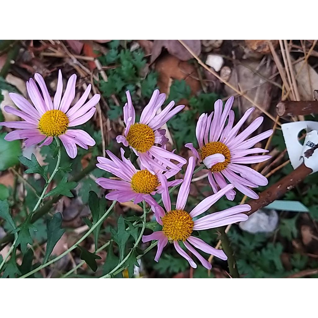 Kalimeris mongolica Antonia - Grande vivace d'été à fleurs d'Aster ...