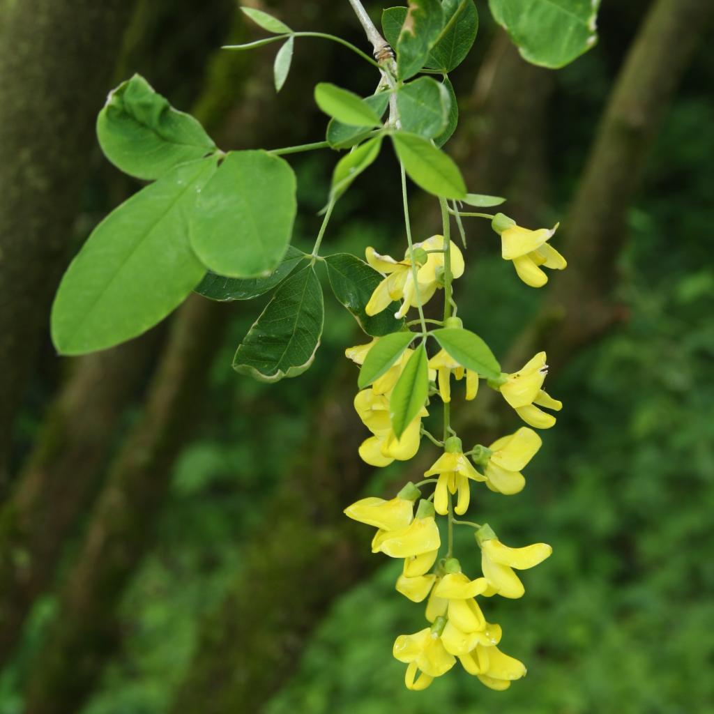 Cytise à grappe - Laburnum anagyroides - Arbuste aux grappes jaune d'or