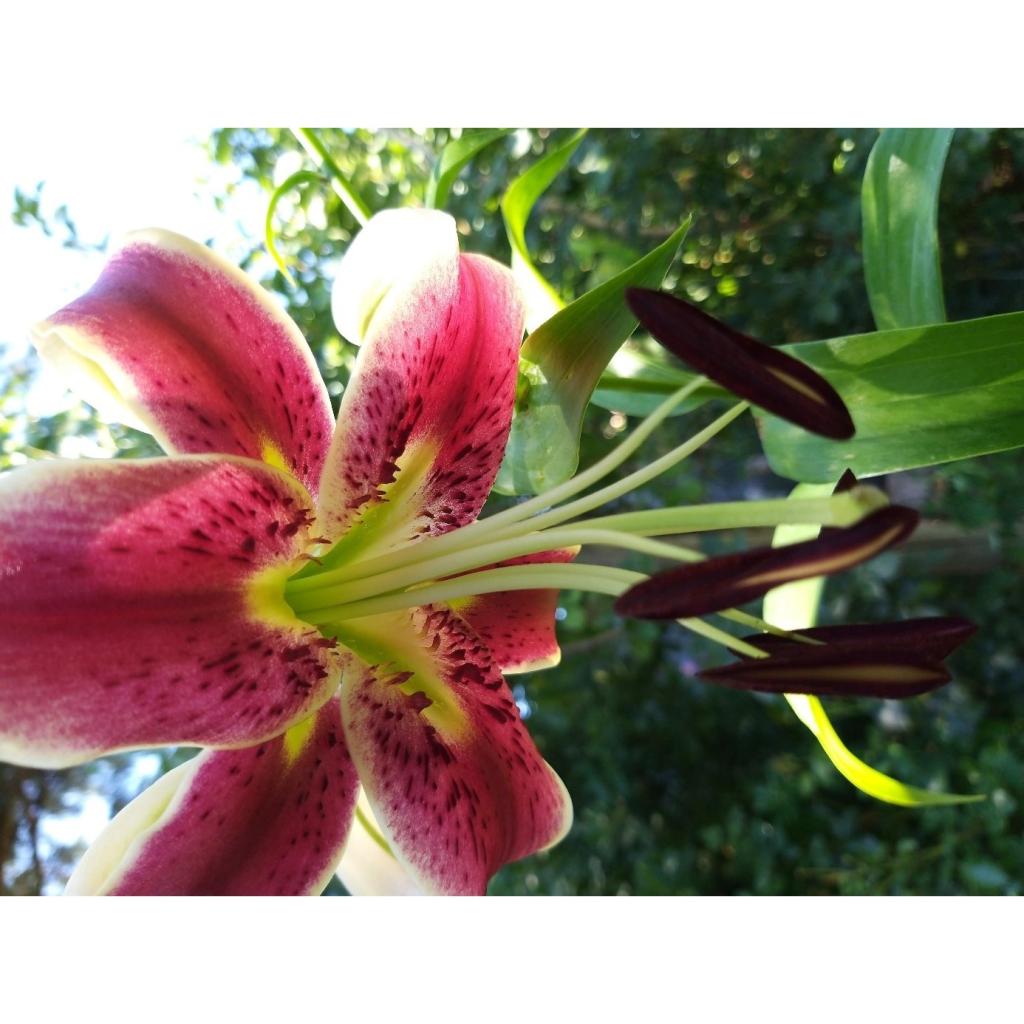 Lilium speciosum rubrum Uchida - Lis botanique rose parfumé.
