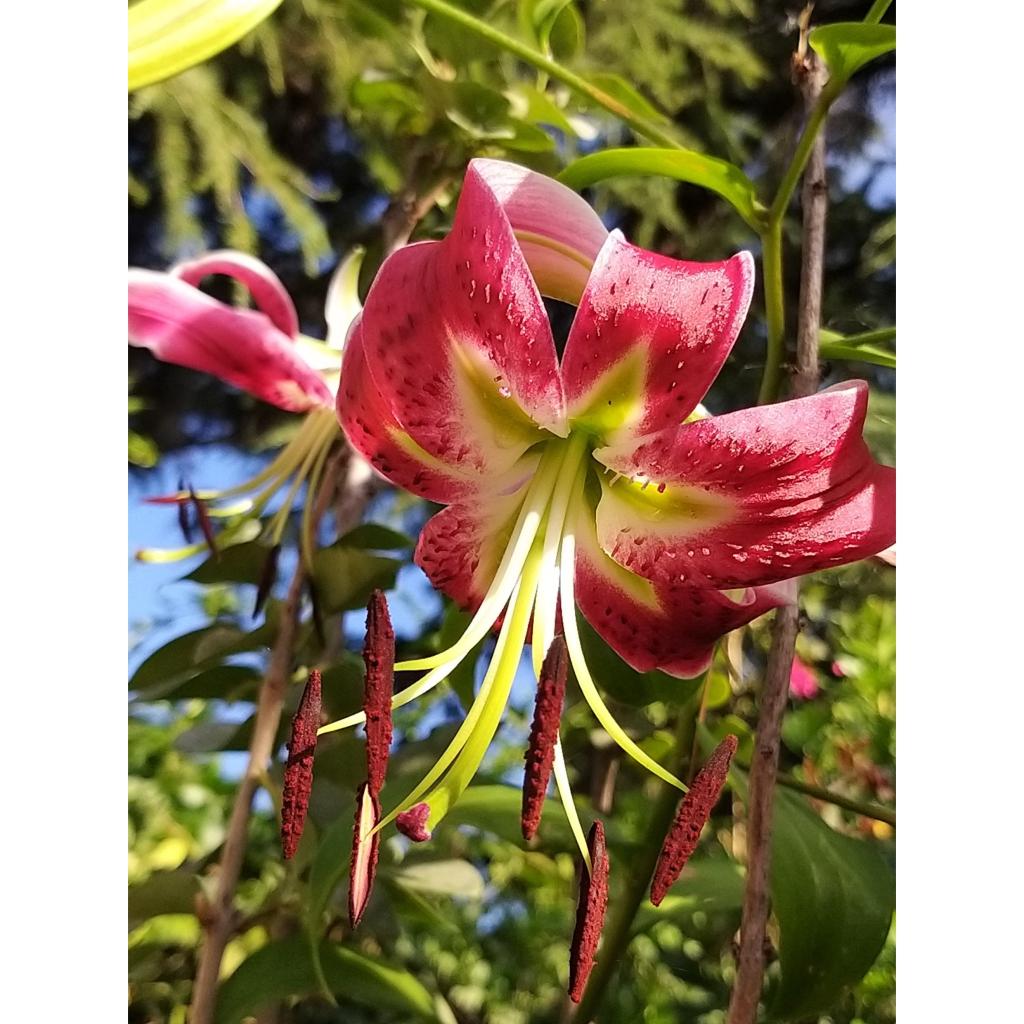 Lilium speciosum rubrum Uchida - Lis botanique rose parfumé.