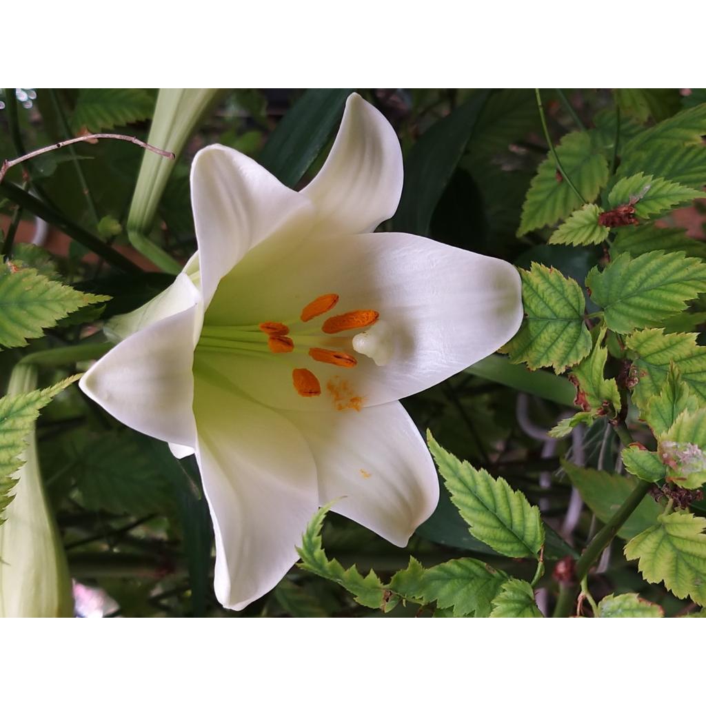 Lilium longiflorum Snow Queen - Lis à longues fleurs - Superbe variété ...