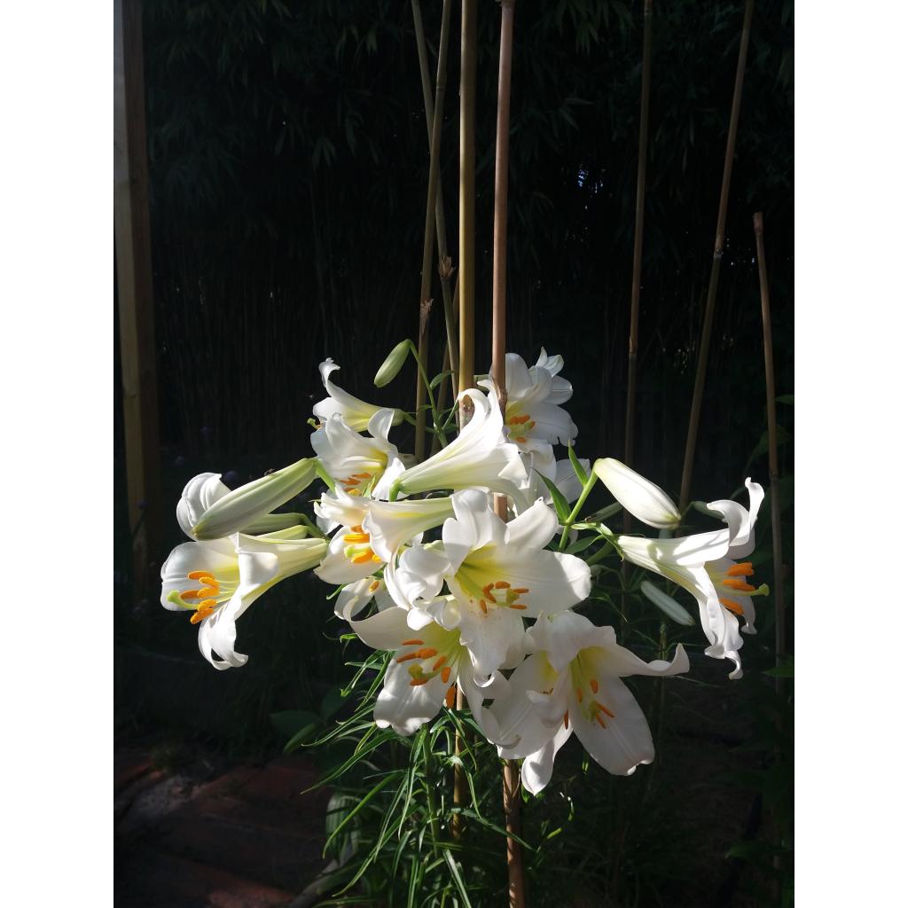 Lys royal blanc - Lilium regale Album - Lis royal blanc - Lis trompette ...