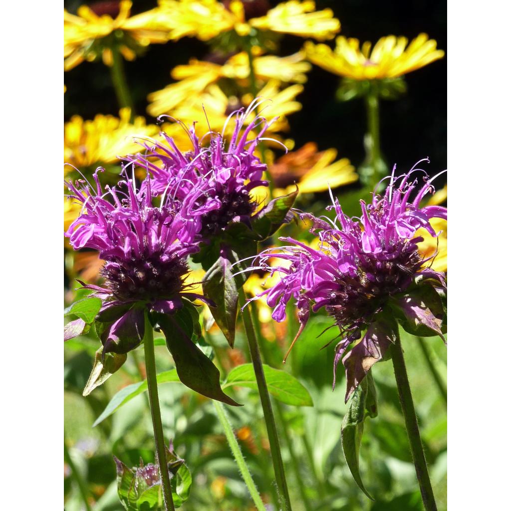 Monarde Scorpion - Monarda Bergamote - Vivace aromatique à fleurs lie ...