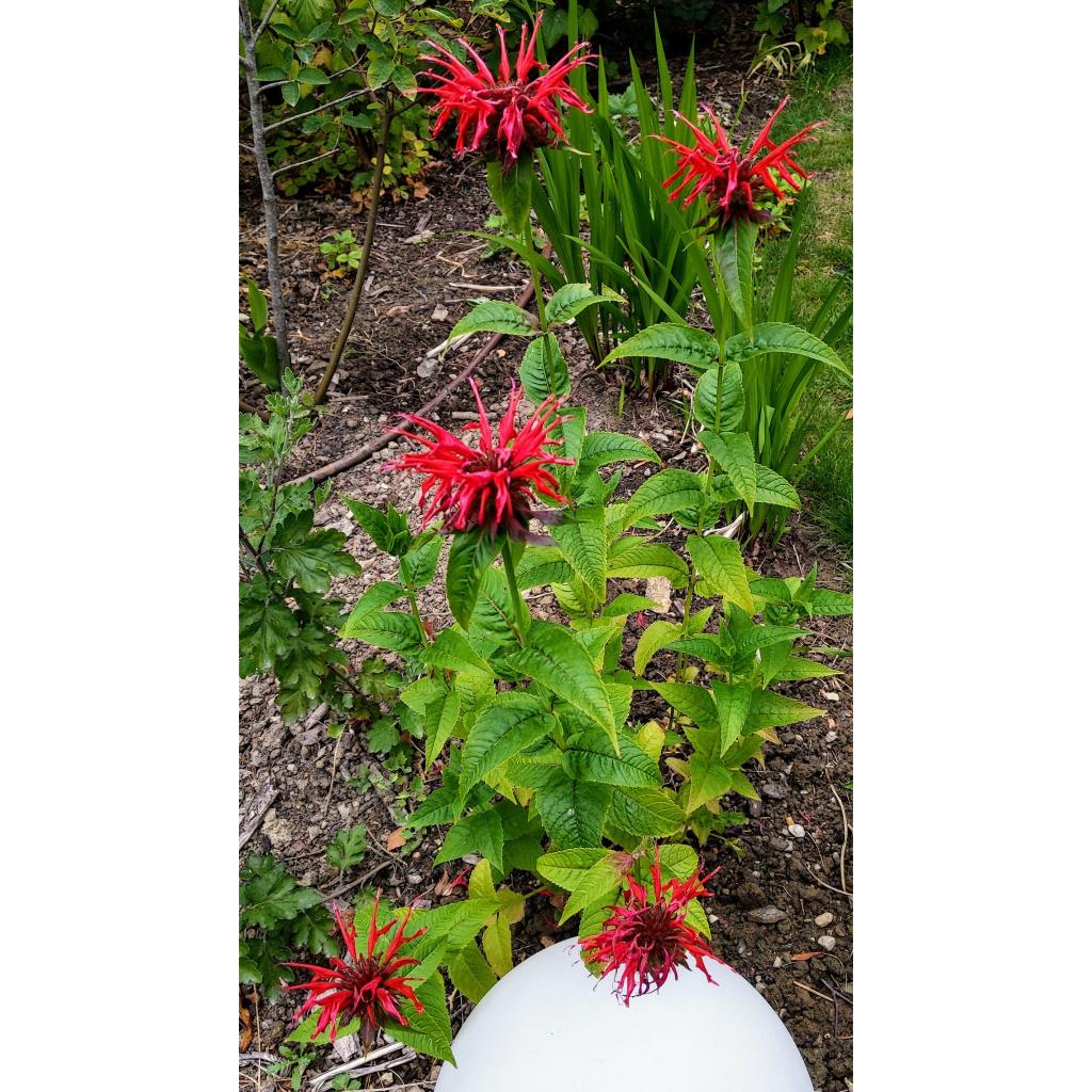 Monarde Squaw - Monarda Bergamote - Vivace aromatique à fleurs rouge ...
