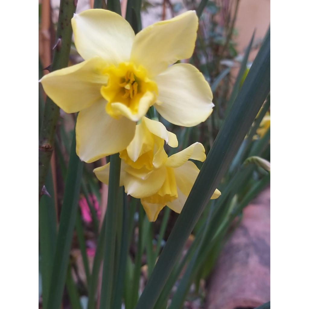 Narcisse February Gold - Narcissus (x) cyclamineus - Variété très hâtive.