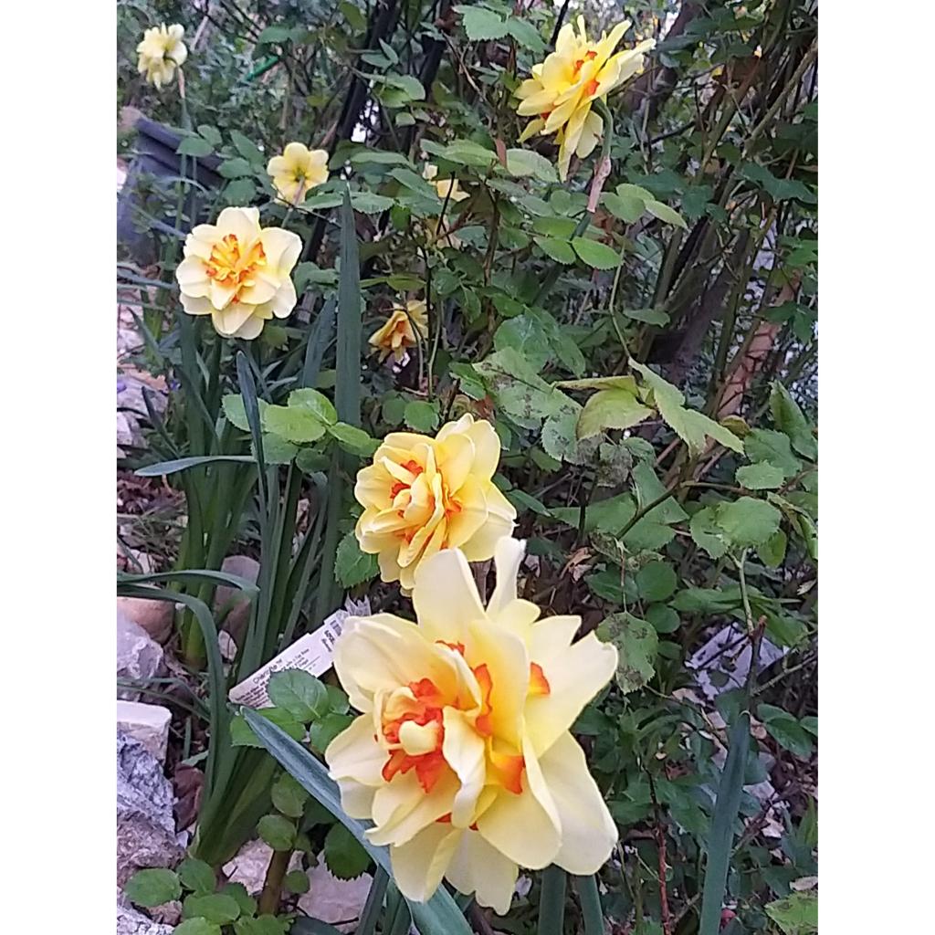 Narcissus Tahiti - Narcisse double - Grandes fleurs jaune d'or mêlé d ...