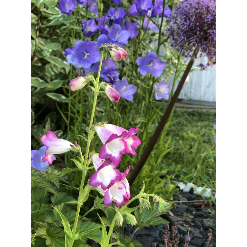 Penstemon Pensham Laura - Galane vivace à fleurs rose vif, gorge blanche.