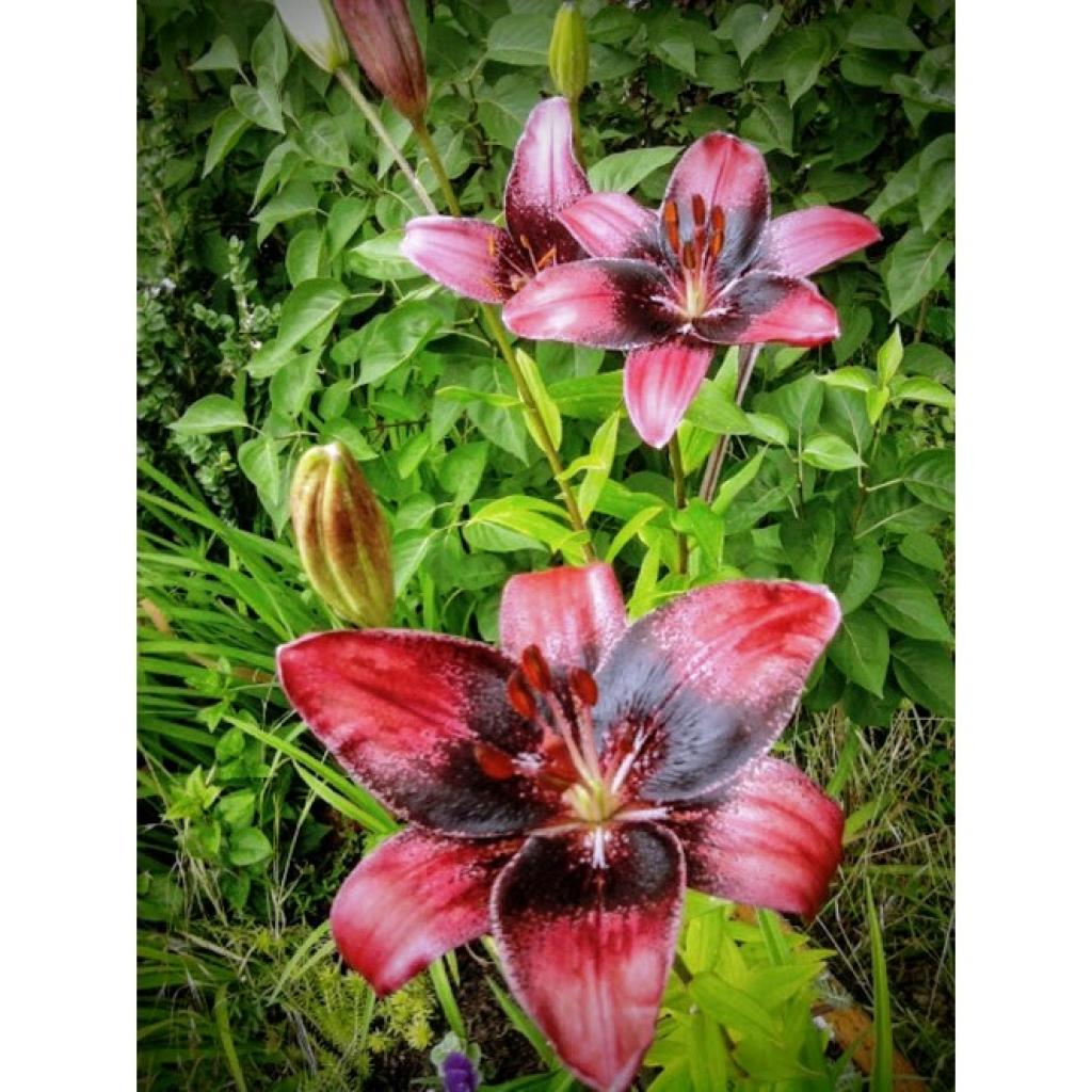 Lilium Purple Eye - Hybride de Lis asiatique - Lys - Fleurs ...