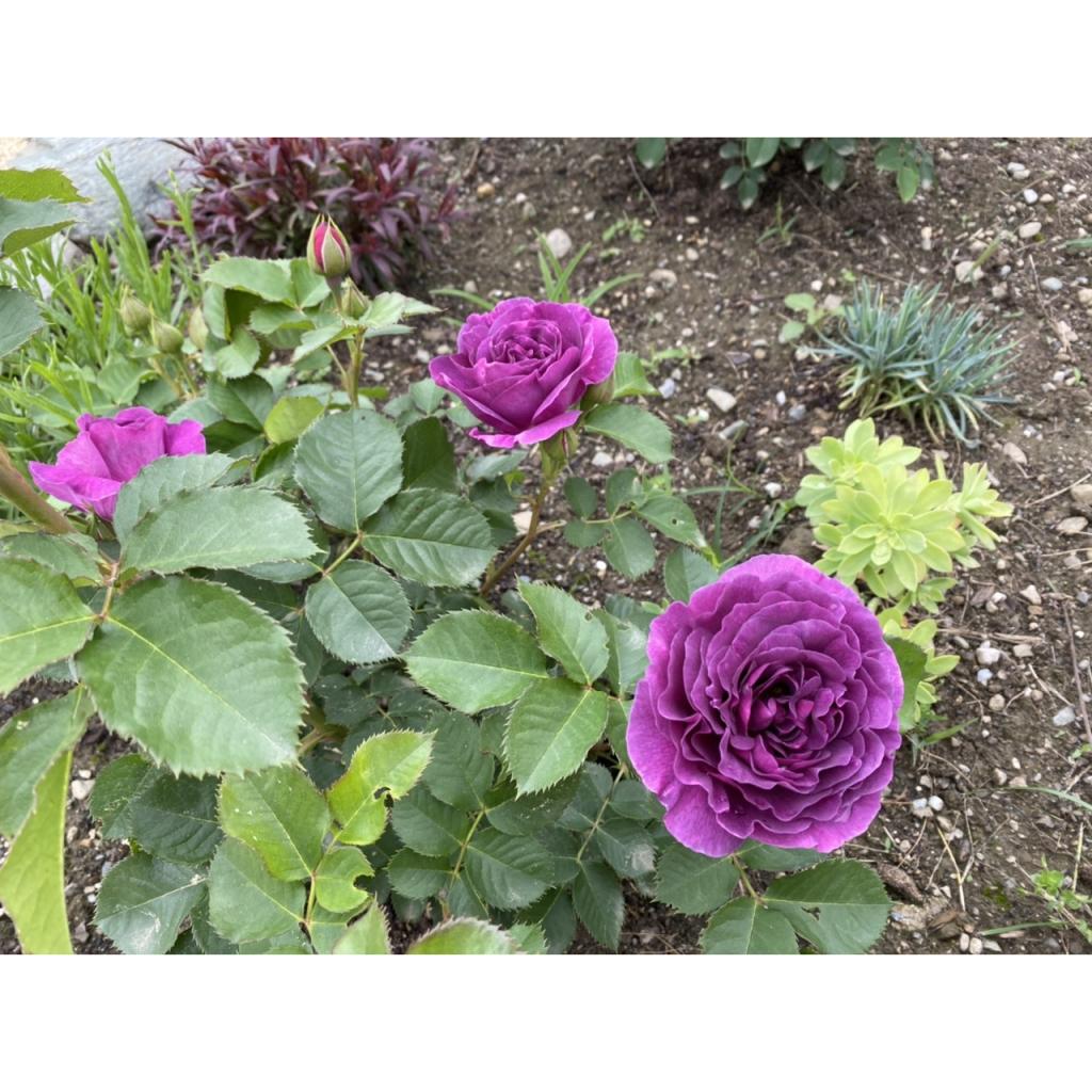 Rosier Minerva - Rosa (x) floribunda - Des bouquets de roses très ...