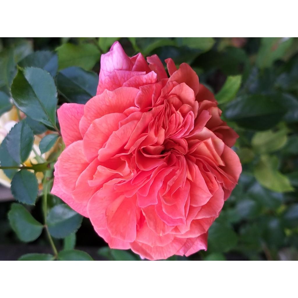 Rosier à fleurs groupées Orangerie - Roses doubles, orange intense ...