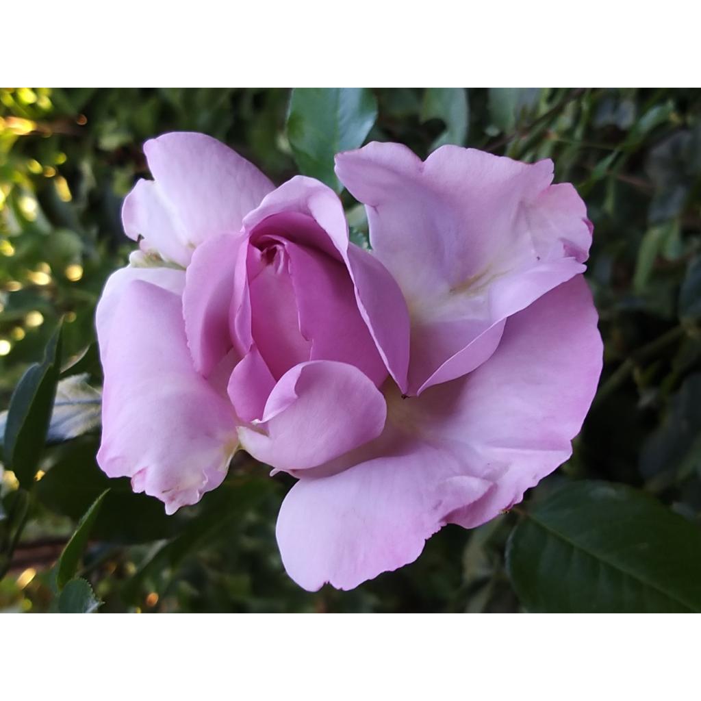 Rosier Rose Synactif by Shiseido - Grandes fleurs mauve lilas, doubles ...