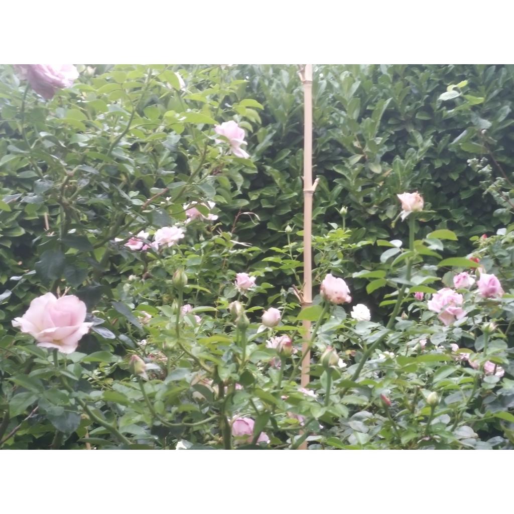 Rosier Rose Synactif by Shiseido - Grandes fleurs mauve lilas, doubles ...