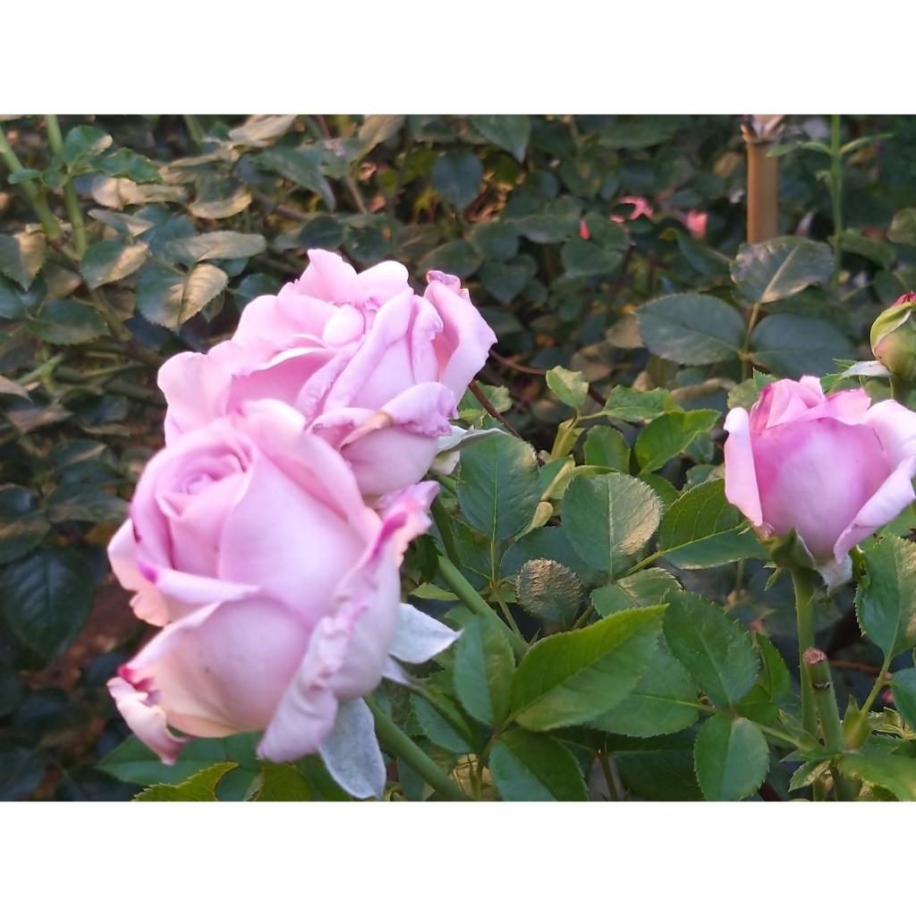 Rosier Rose Synactif by Shiseido - Grandes fleurs mauve lilas, doubles ...