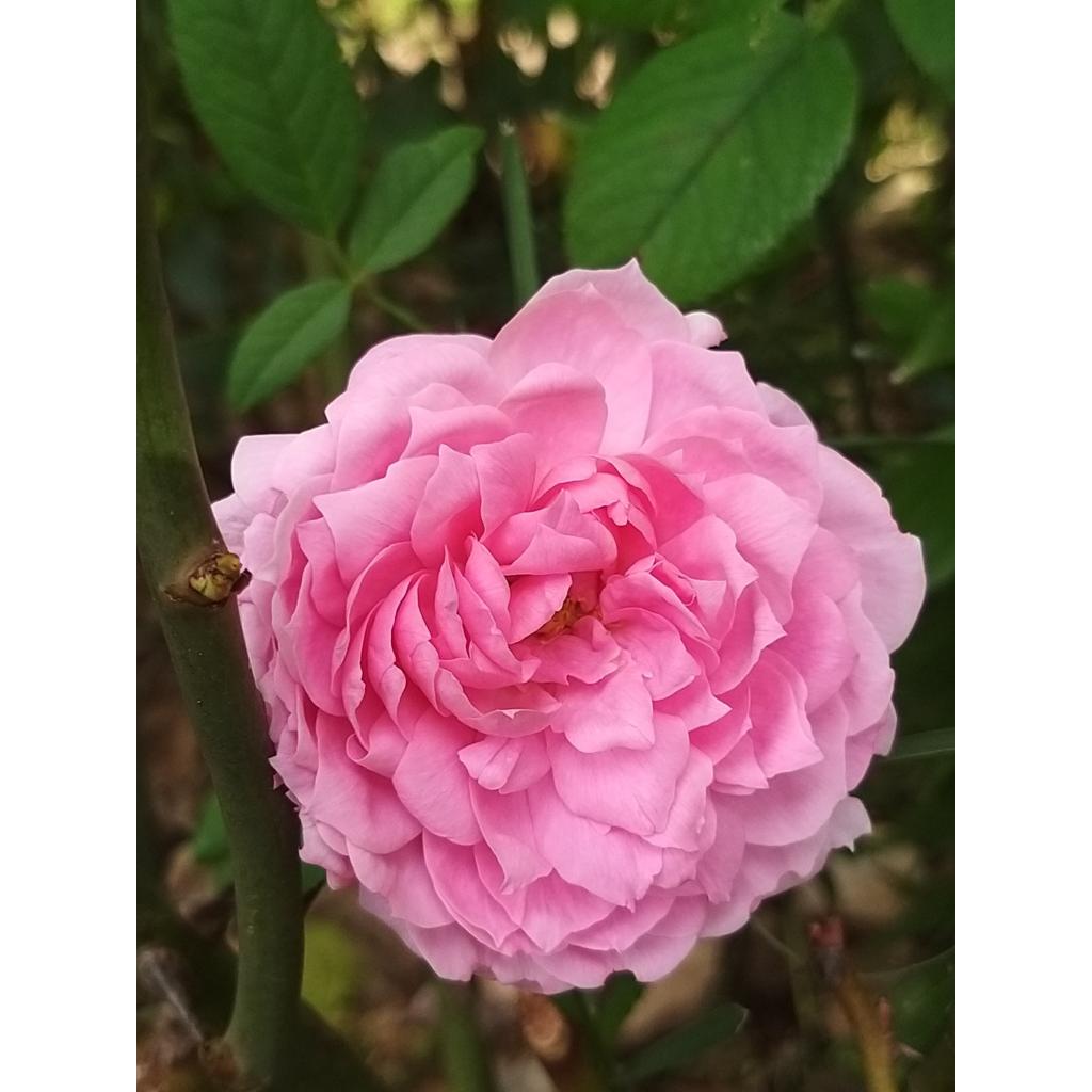 Rosa The Mayflower Austilly - Rosier Anglais David Austin, arbustif ...