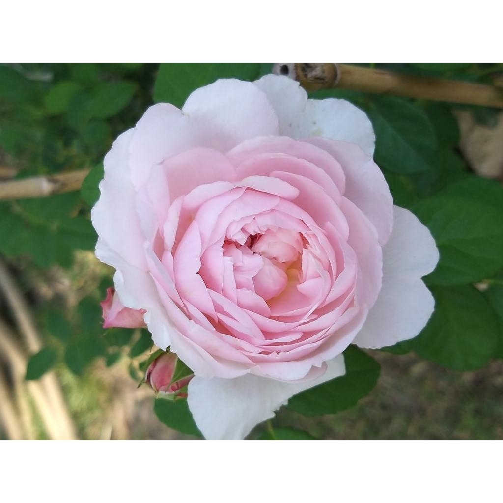 Rosa Eustacia Vye - Rose anglaise David Austin à fleurs doubles rose ...