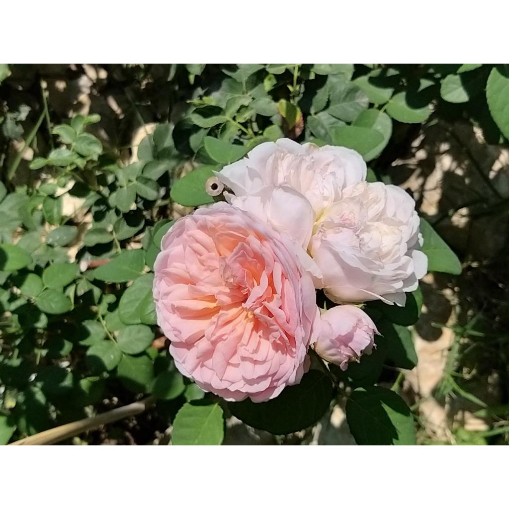 Rosa Eustacia Vye - Rose anglaise David Austin à fleurs doubles rose ...