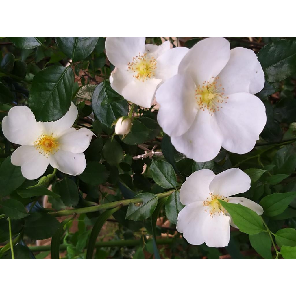 Rosa Escimo Kormifari - Rosier arbustif à fleurs simples blanches ...