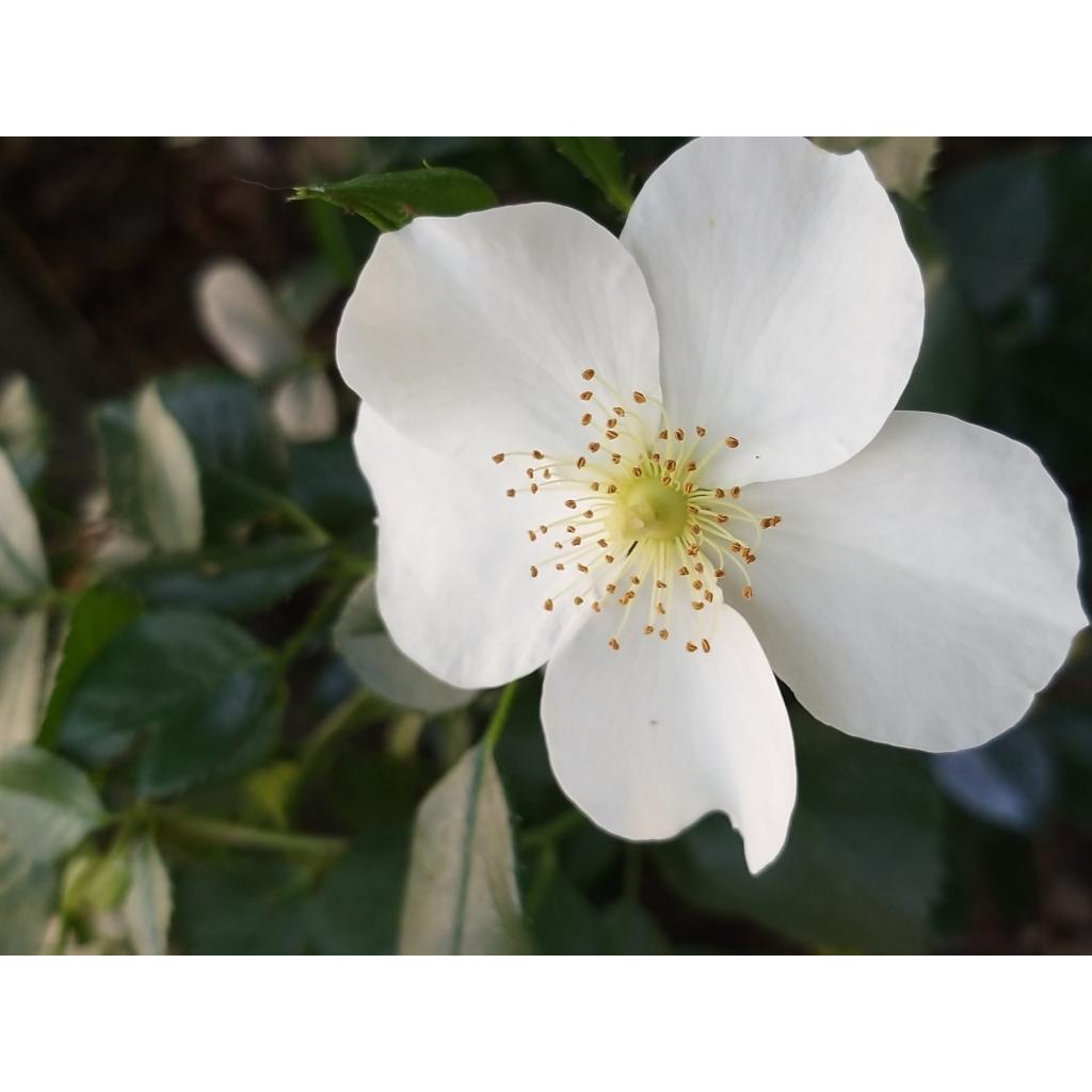 Rosa Escimo Kormifari - Rosier arbustif à fleurs simples blanches ...