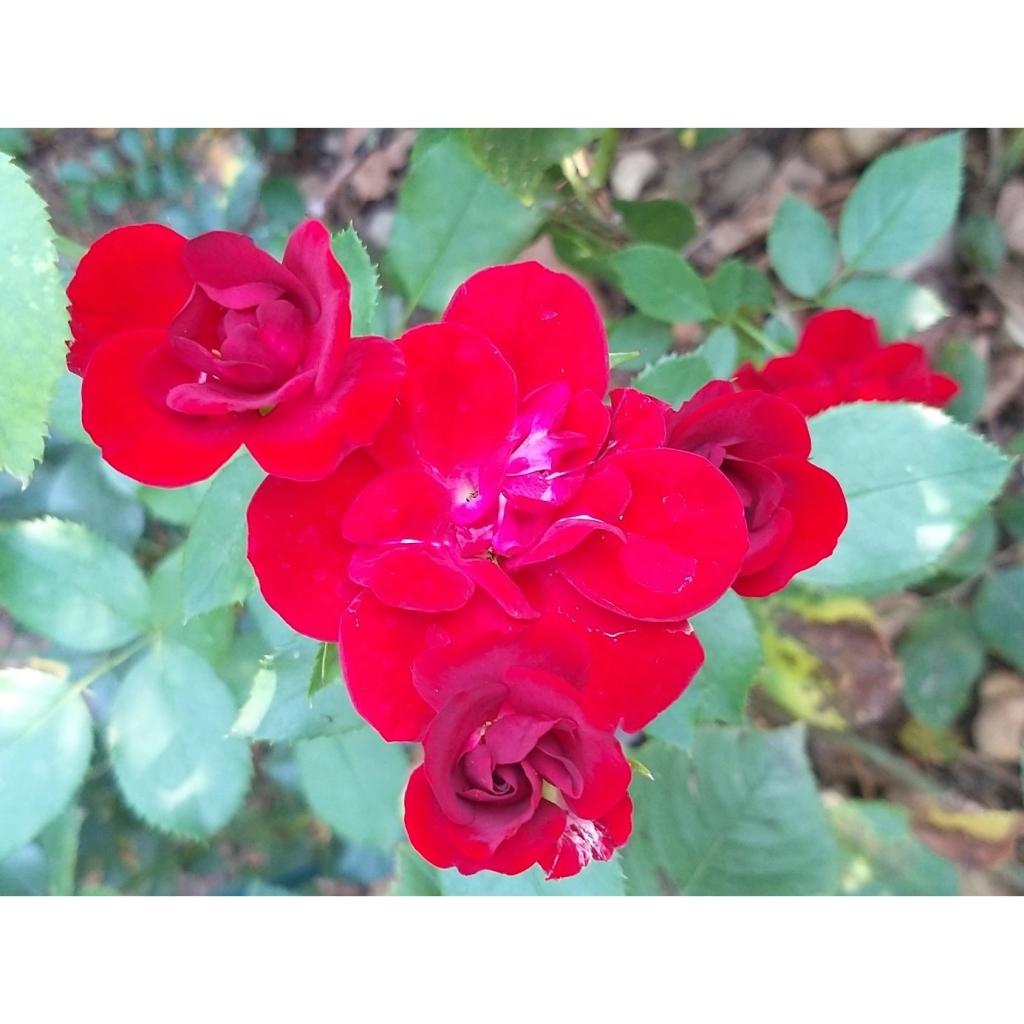 Rosier couvre-sol Marondo - Rosier paysager à floraison rouge velours.