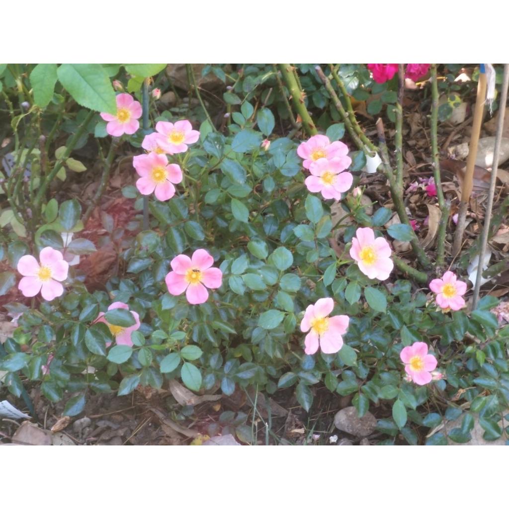 Rosier Topolina - Rosa (x) couvre-sol, tapissant, florifère, à fleurs ...