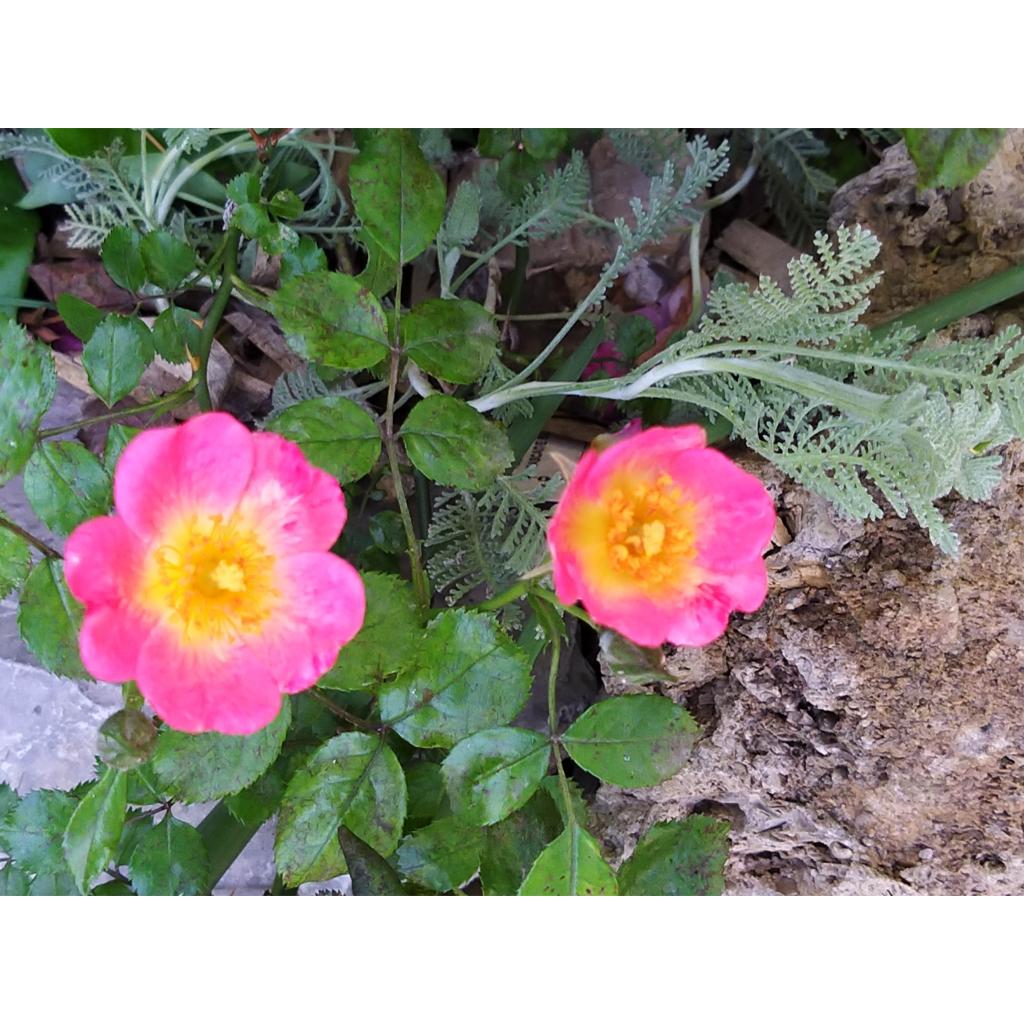 Rosier Topolina - Rosa (x) couvre-sol, tapissant, florifère, à fleurs ...