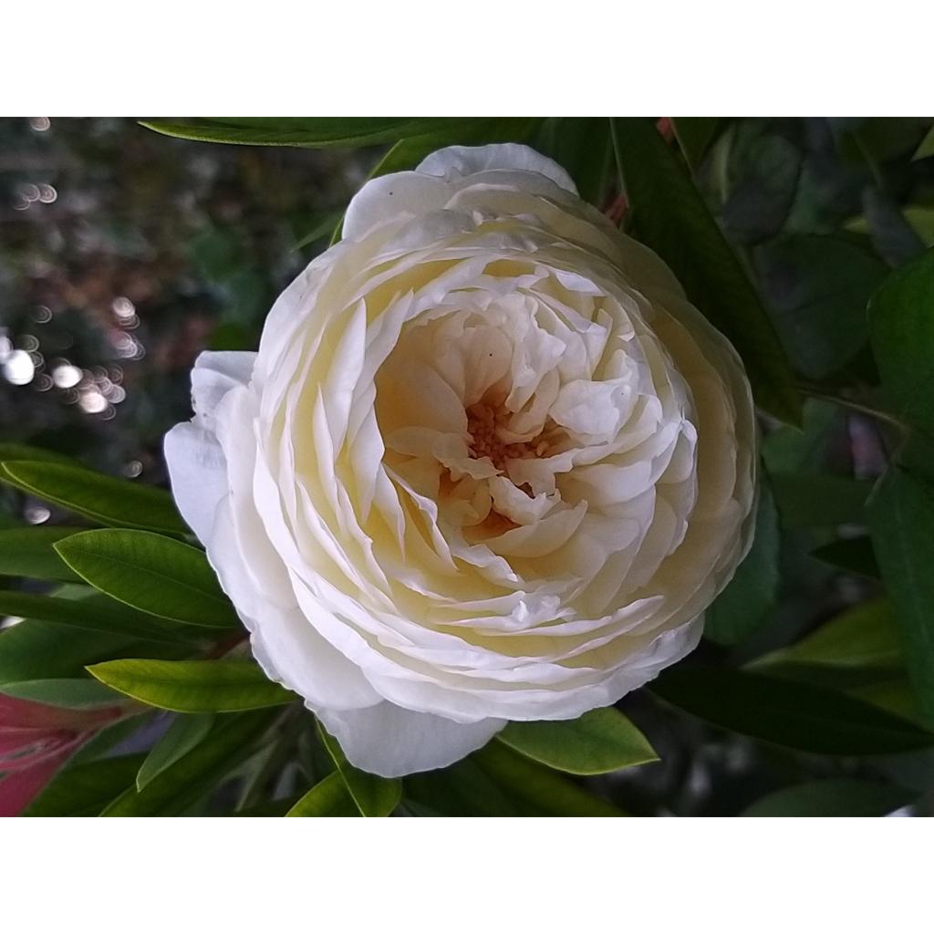 Rosa Claire Austin® - Ausprior - Rose anglaise David Austin - Fleurs ...