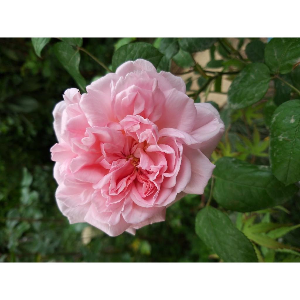 Rosa Eglantyne Ausmak - Rose anglaise David Austin aux fleurs rose doux ...