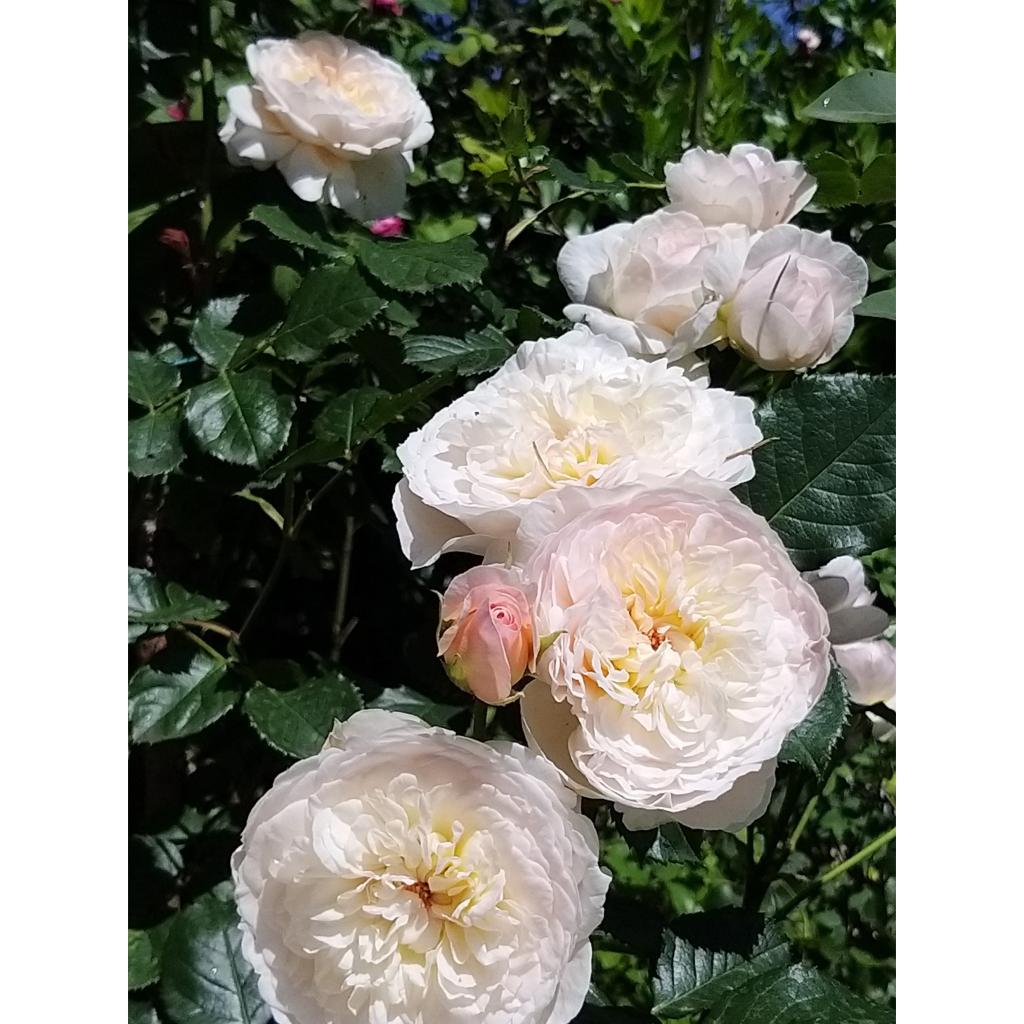 Rosa Emily Brontë - Ausearnshaw - Rose anglaise David Austin à fleurs ...