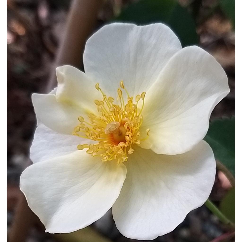 Rosa Kew Gardens® - Ausfence - Rose anglaise David Austin - Des fleurs ...