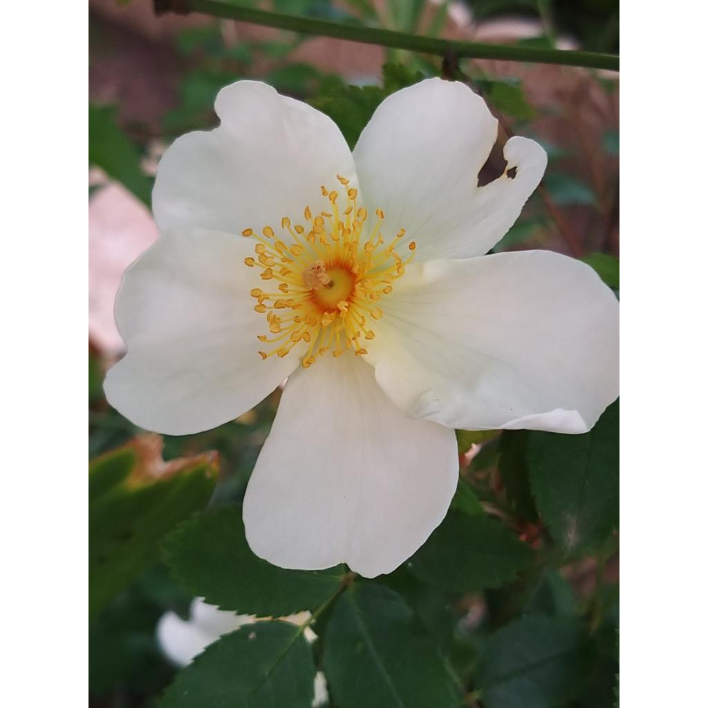 Rosa Kew Gardens® - Ausfence - Rose anglaise David Austin - Des fleurs ...