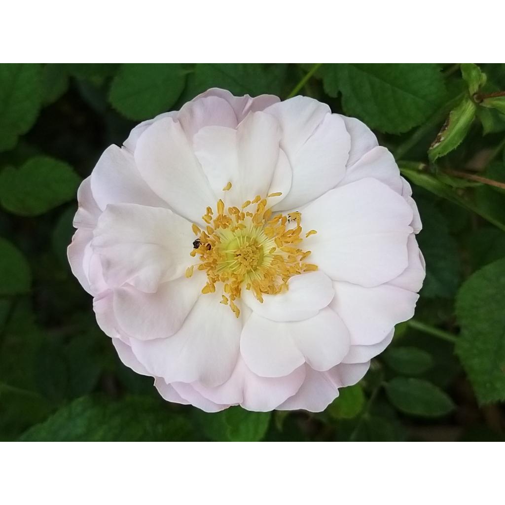 Rosa Lady Salisburry® - Auscezed - Rose anglaise David Austin - Des ...