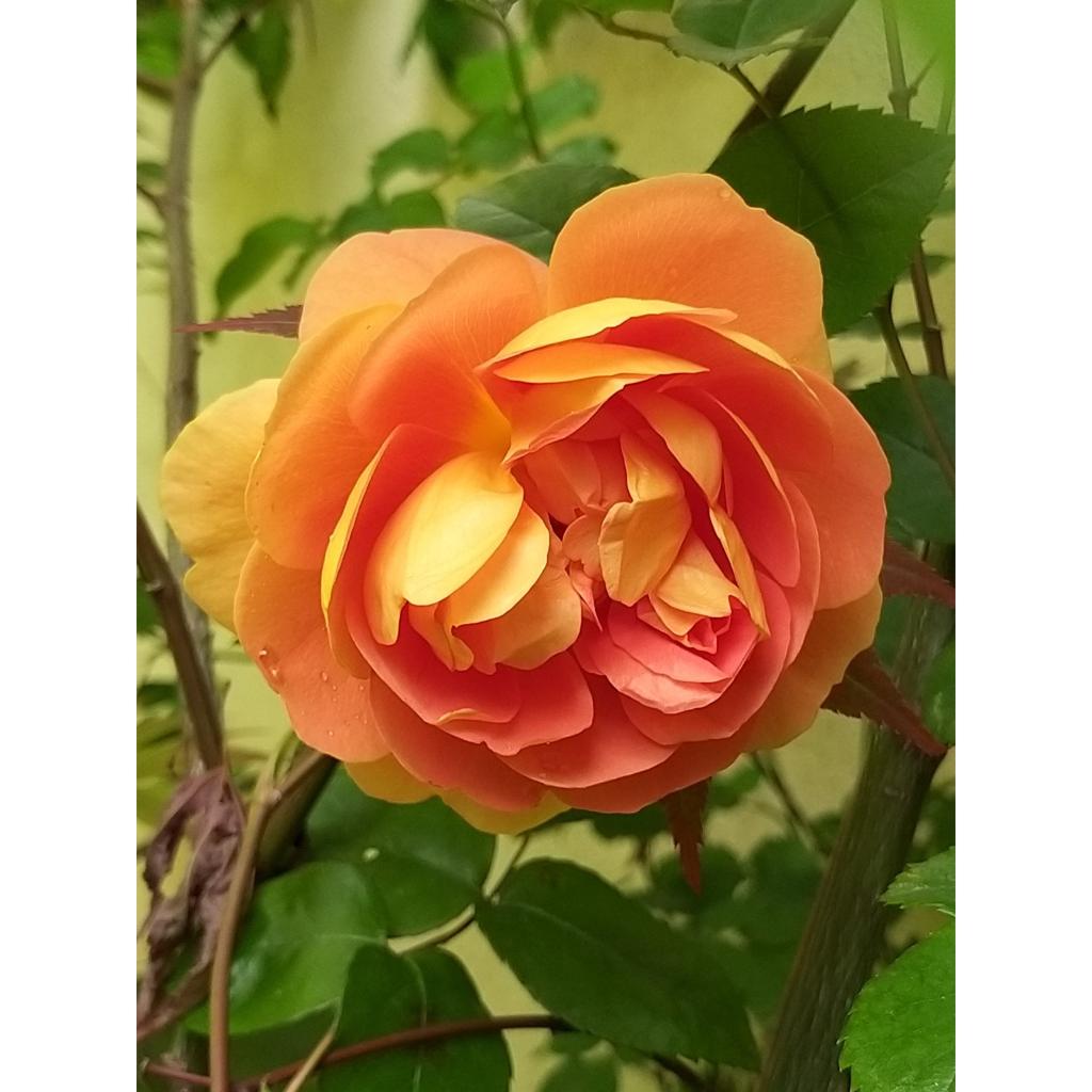 Rosa Pat Austin Ausmum - Rose anglaise David Austin aux fleurs doubles ...