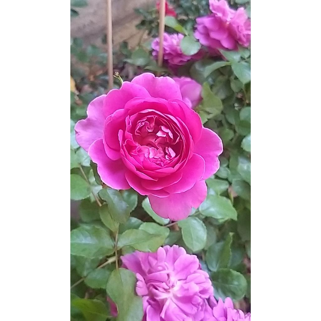 Rosa Princess Anne® - Auskitchen - Rose anglaise David Austin - Des ...