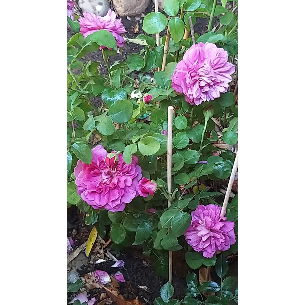 Rosa Princess Anne® - Auskitchen - Rose anglaise David Austin - Des ...