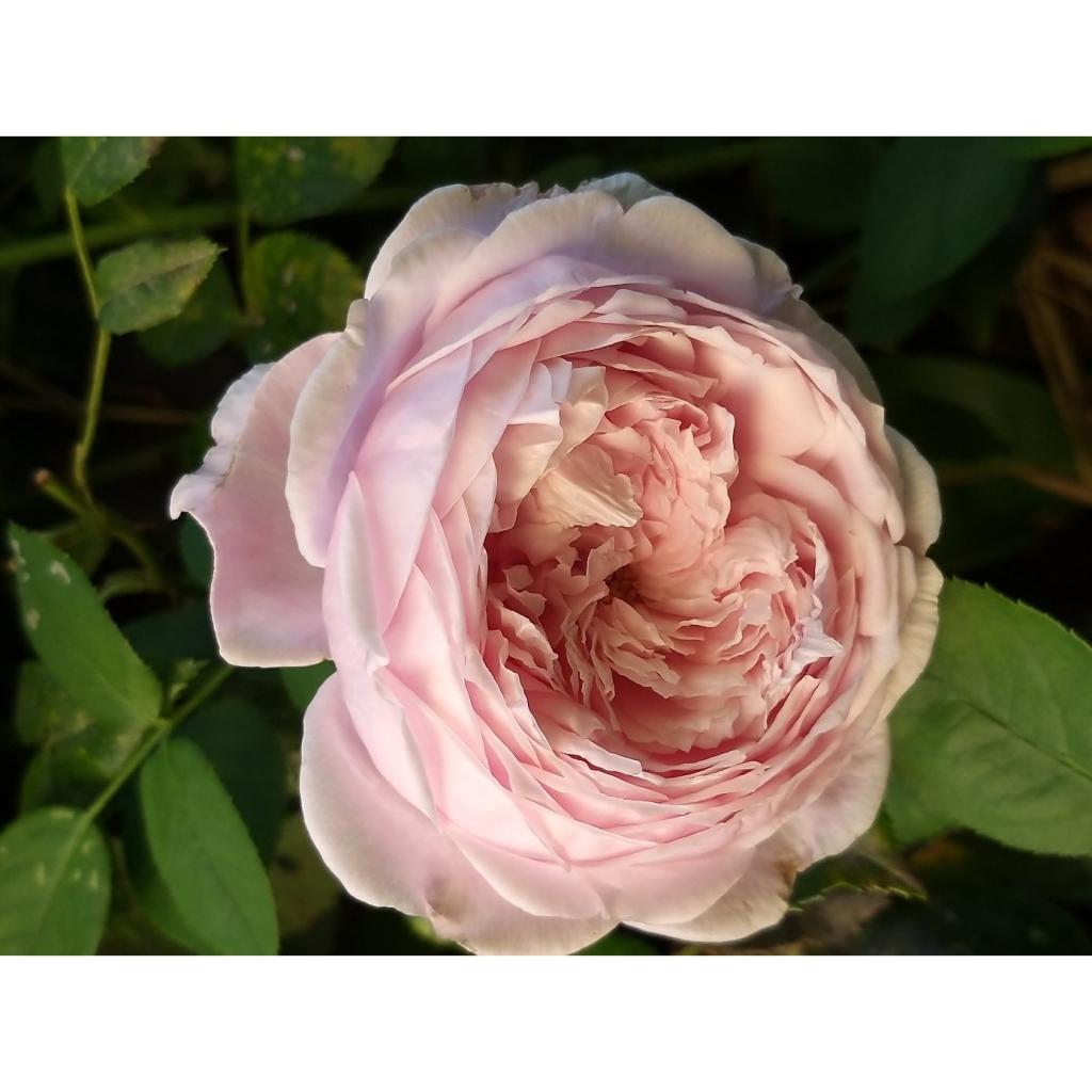 Rosa Spirit of Freedom® - Ausbite - Rose anglaise David Austin