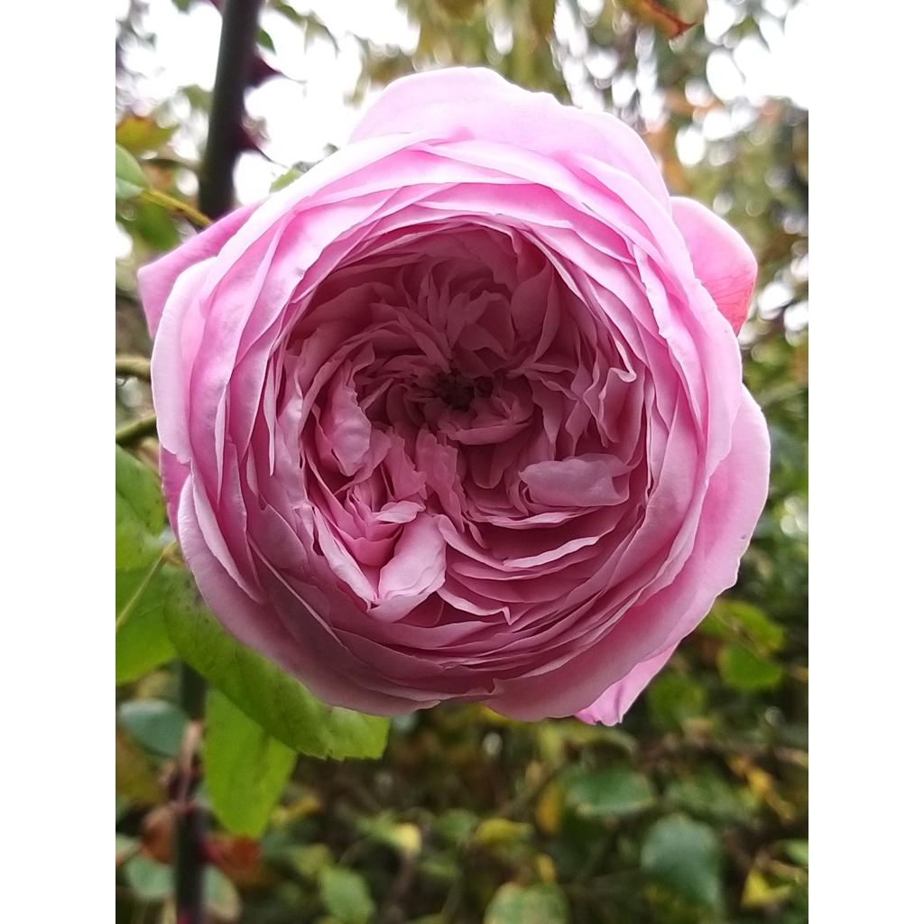 Rosa Spirit of Freedom® - Ausbite - Rose anglaise David Austin