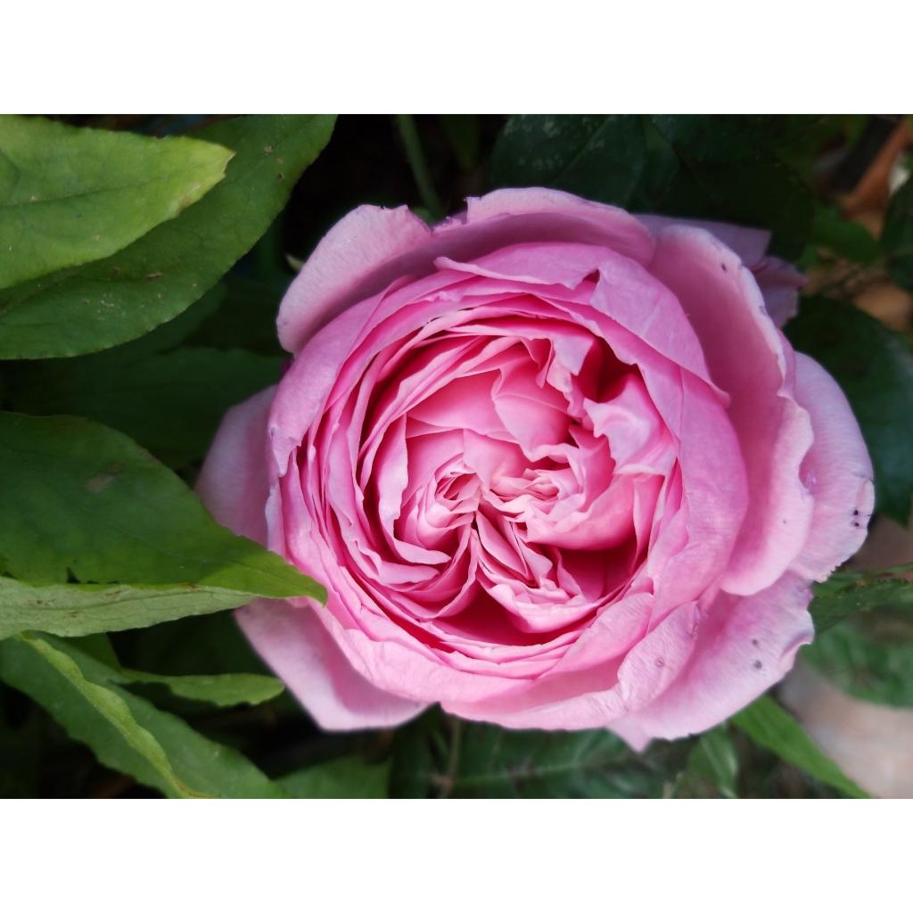 Rosa Spirit of Freedom® - Ausbite - Rose anglaise David Austin