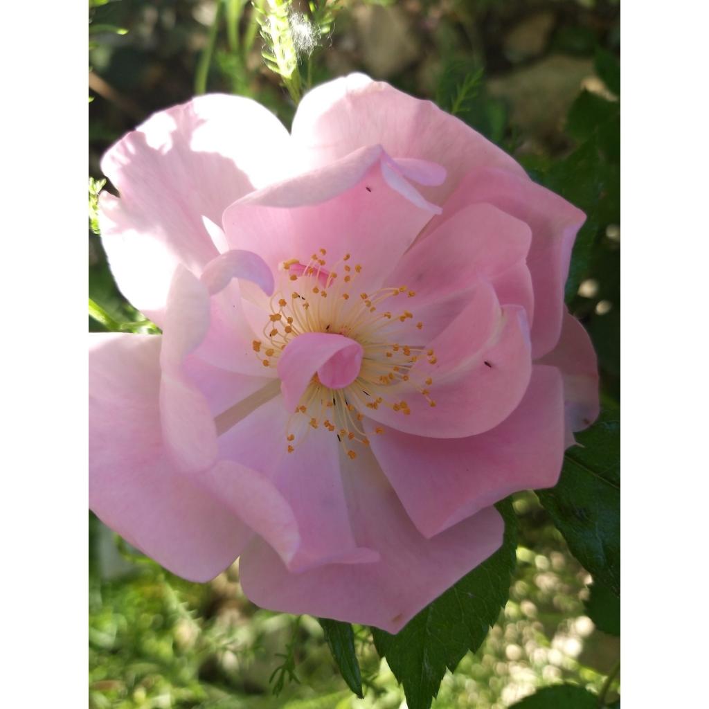 Rosa The Lady's Blush® - Ausoscar - Rose anglaise David Austin - Fleurs ...
