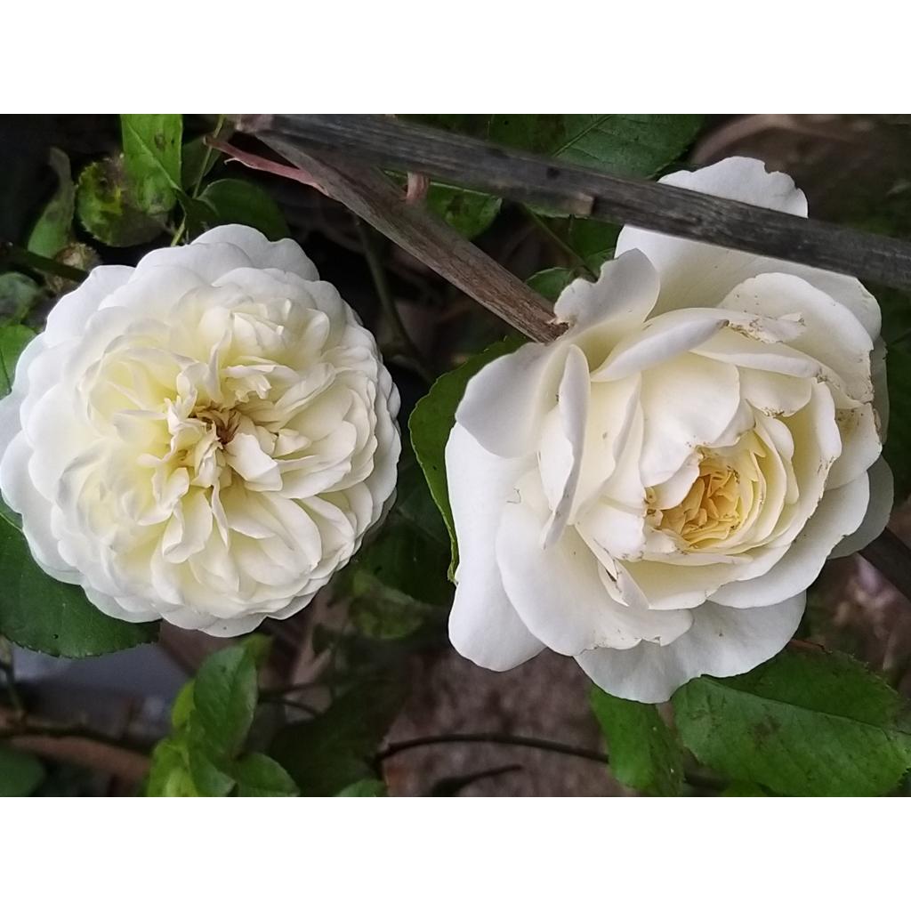 Rosa Tranquility® - Ausnoble - Rose anglaise David Austin - Des fleurs ...