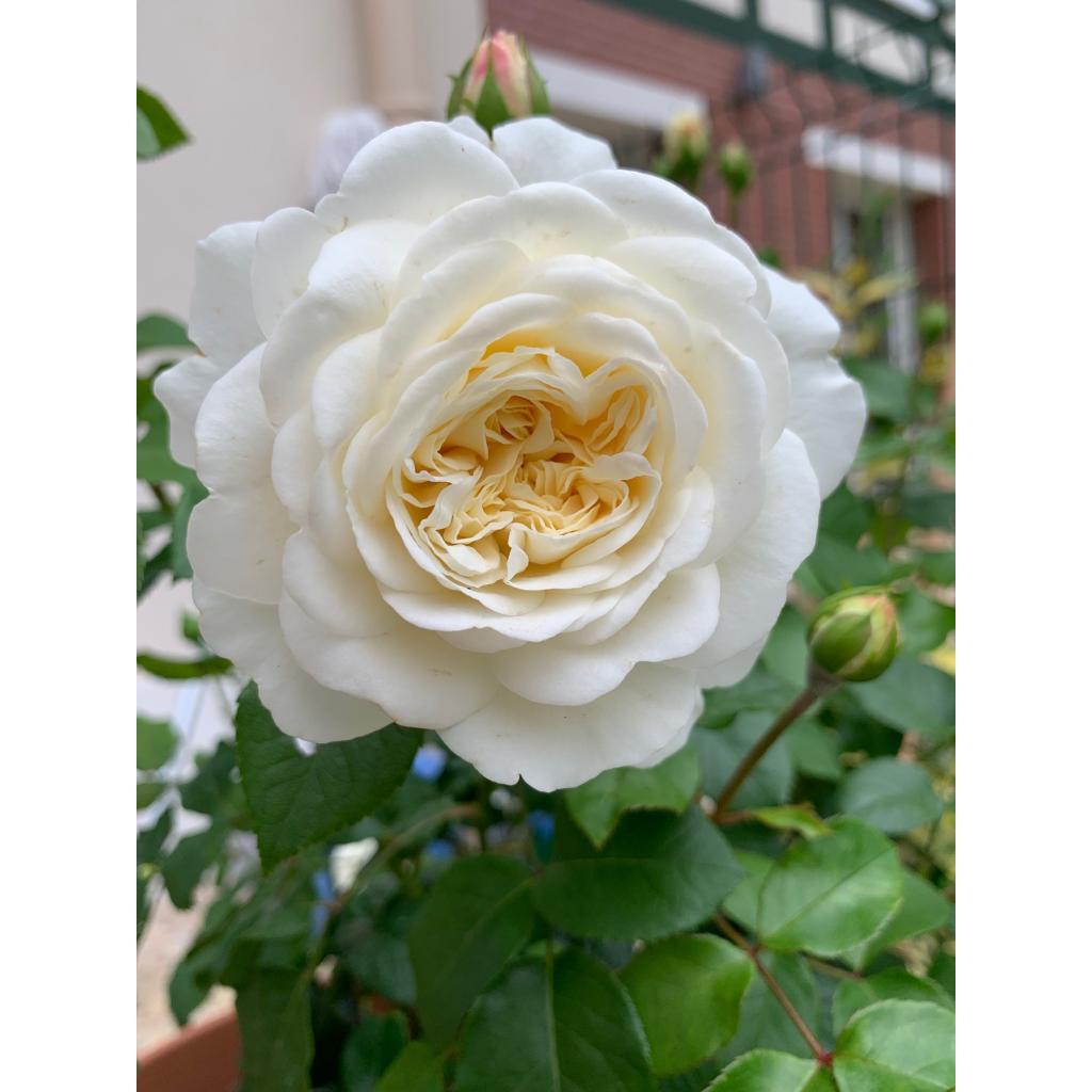 Rosa Tranquility® - Ausnoble - Rose anglaise David Austin - Des fleurs ...