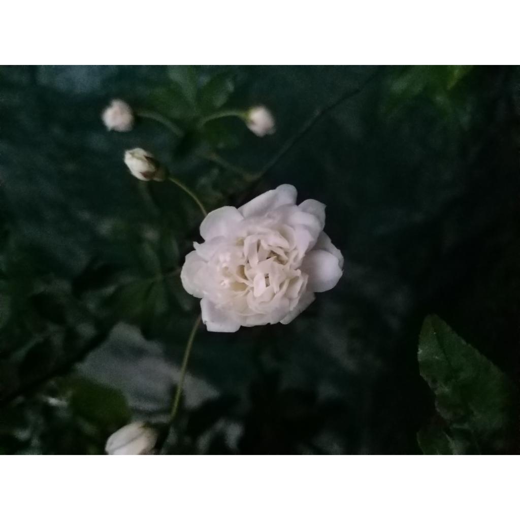 Rosa banksiae Alba Plena - Rosier de Banks - Liane vigoureuse blanche