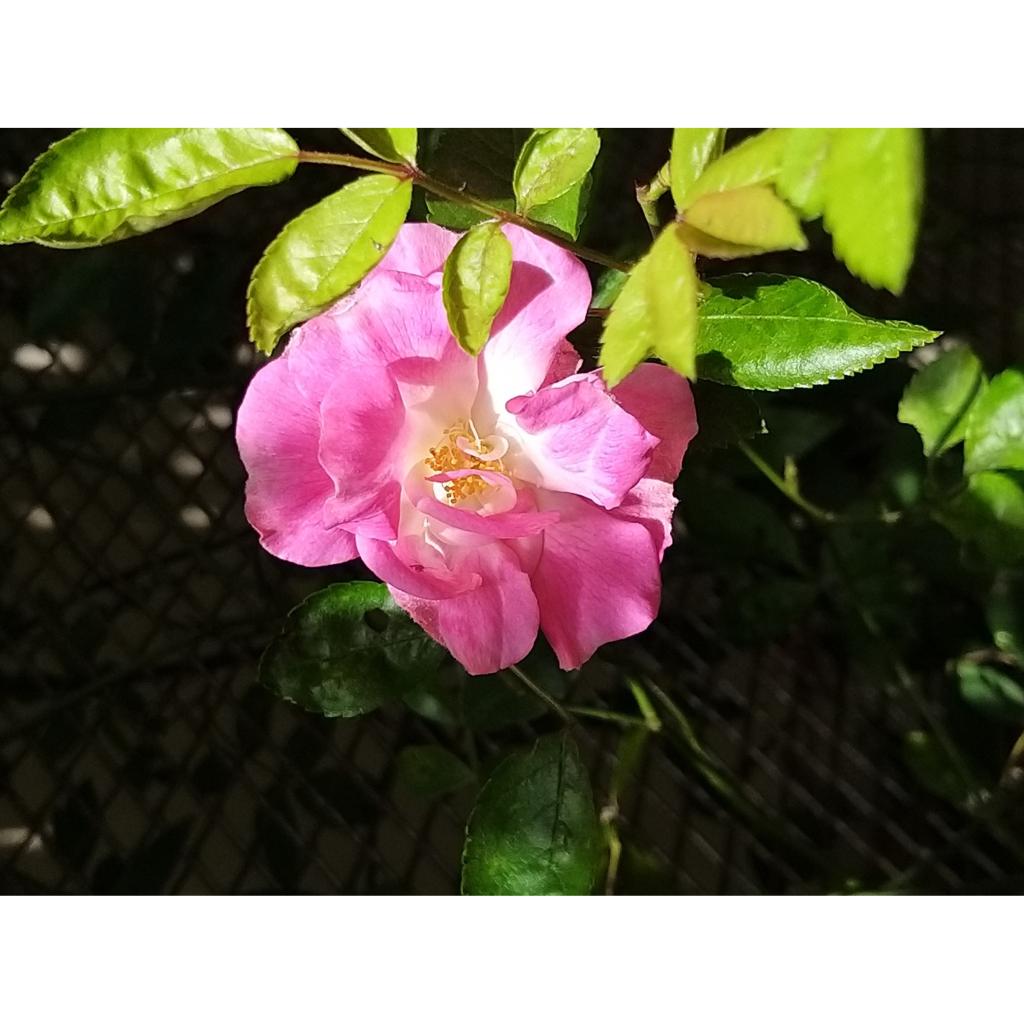 Rosier de Banks Rosea - Rosa banksiae - Liane aux fleurs doubles roses