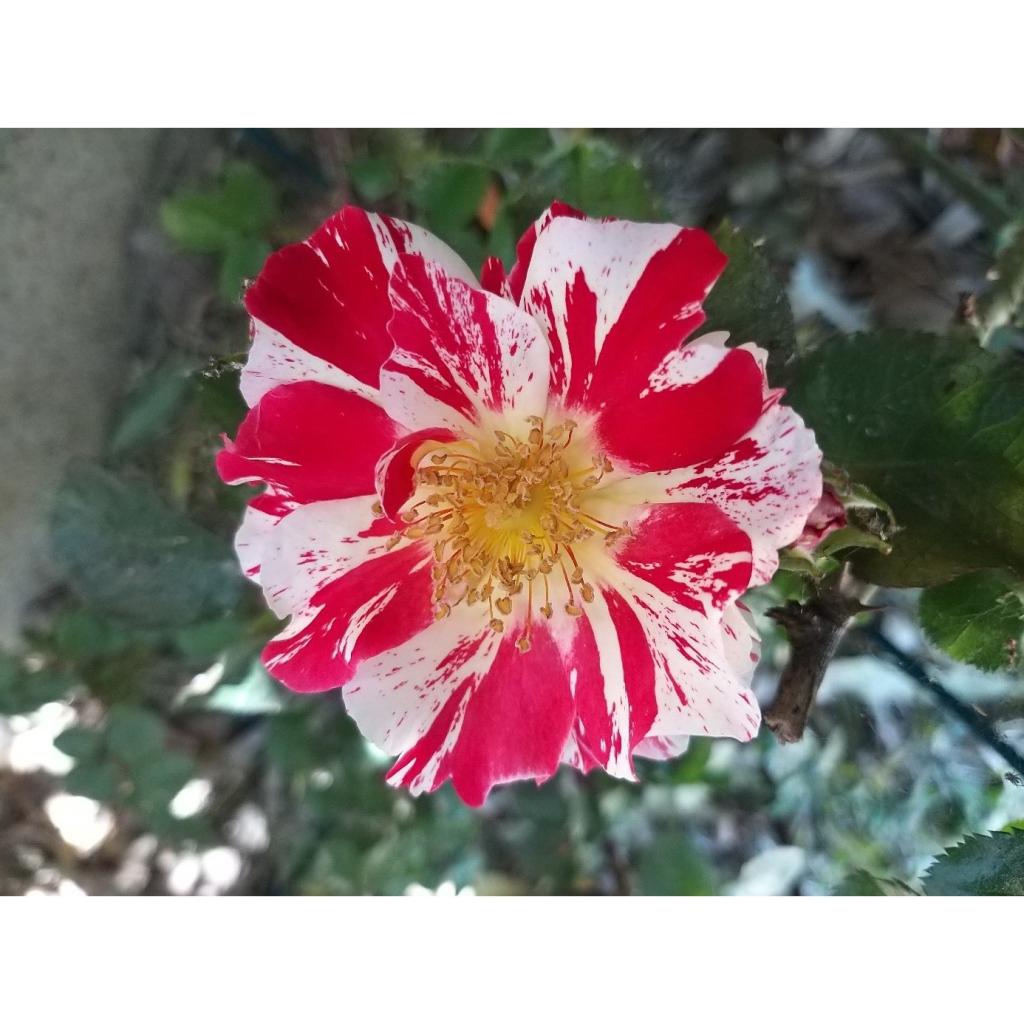 Rosier Hanabi - Petit grimpant à fleurs simples ou semi-doubles ...