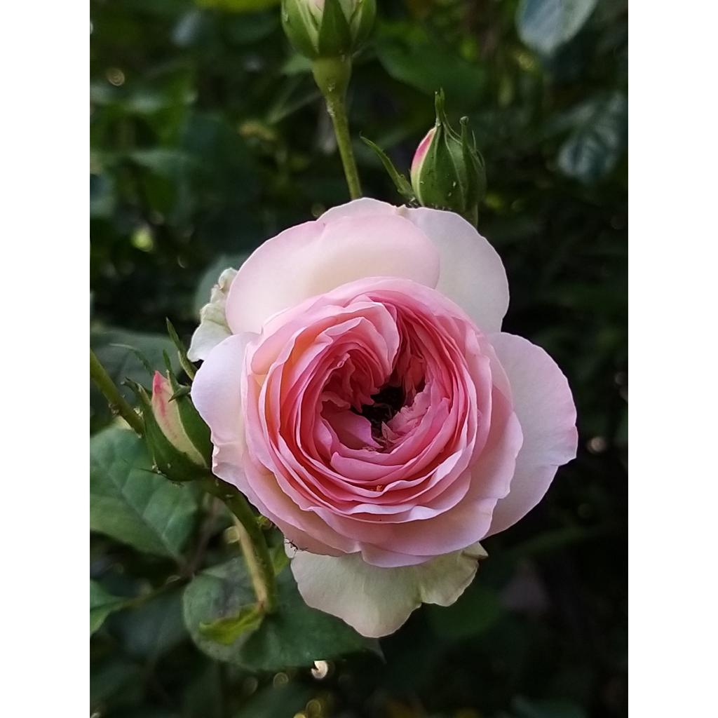 Rosa Mini Eden Rose - Rosier arbustif ou petit grimpant, une version ...