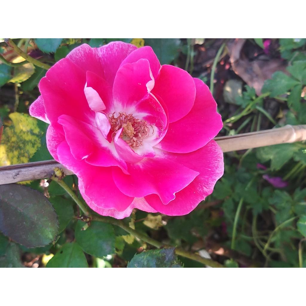 Rosier nain Bordure Vive - Floraison précoce rose cyclamen soutenu.