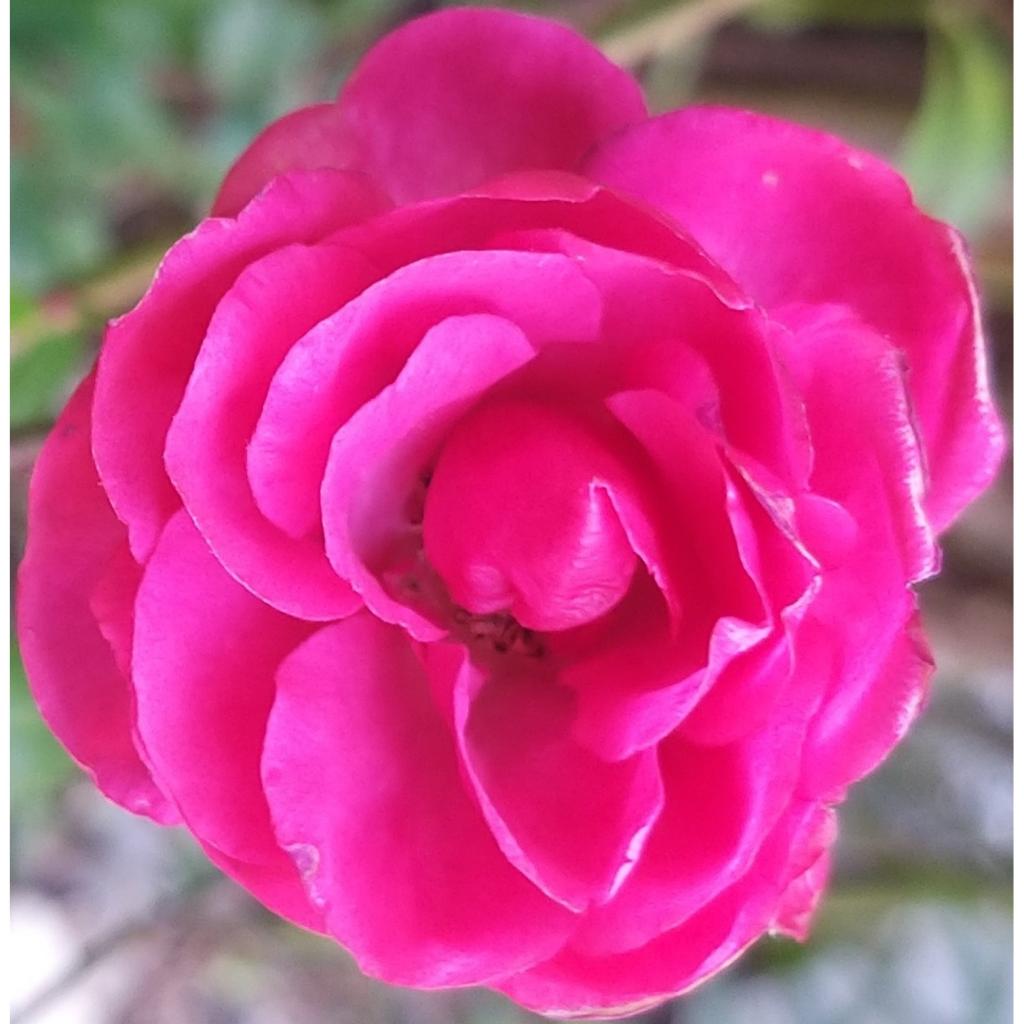 Rosa Fête des Mères - rosier nain très remontant pour patio de type ...