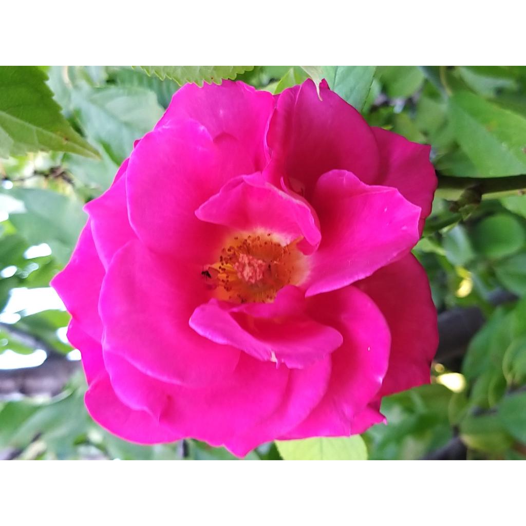 Rosier polyantha MONA LISA Meilyxir - Buisson à fleurs doubles rouges ...