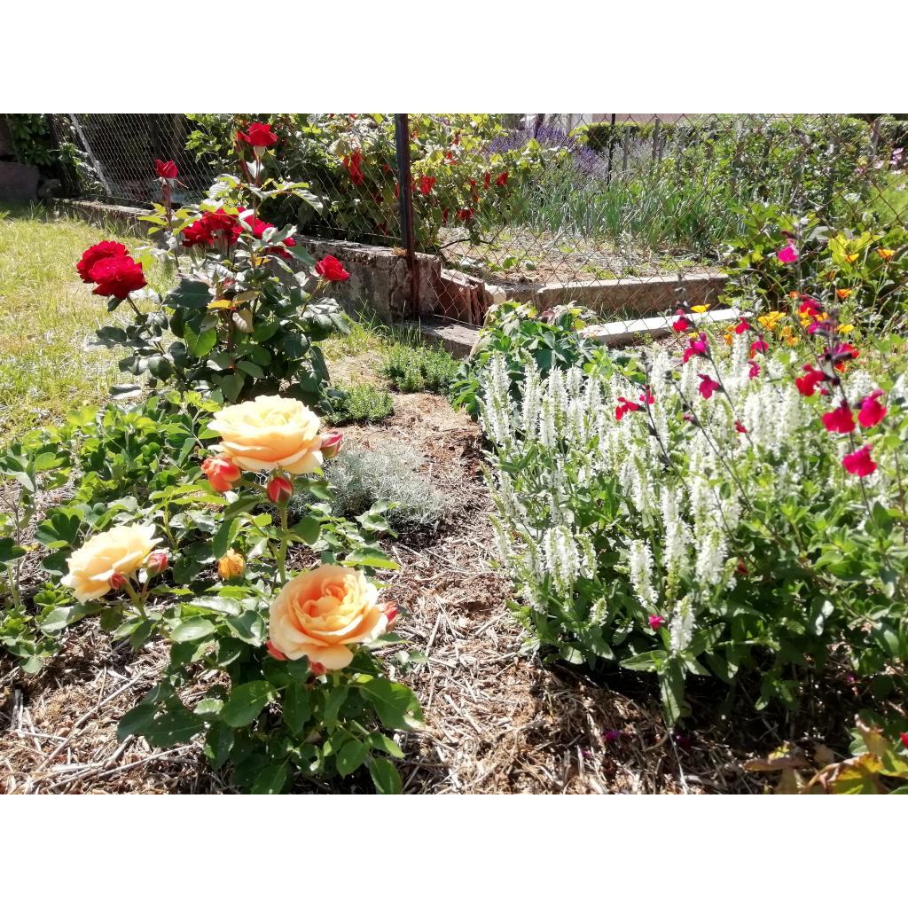Salvia jamensis Reve Rouge - Sauge arbustive aux fleurs de belle taille ...